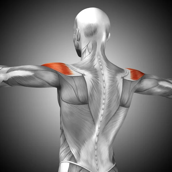 Human back anatomy Stock Photos, Royalty Free Human back anatomy Images ...