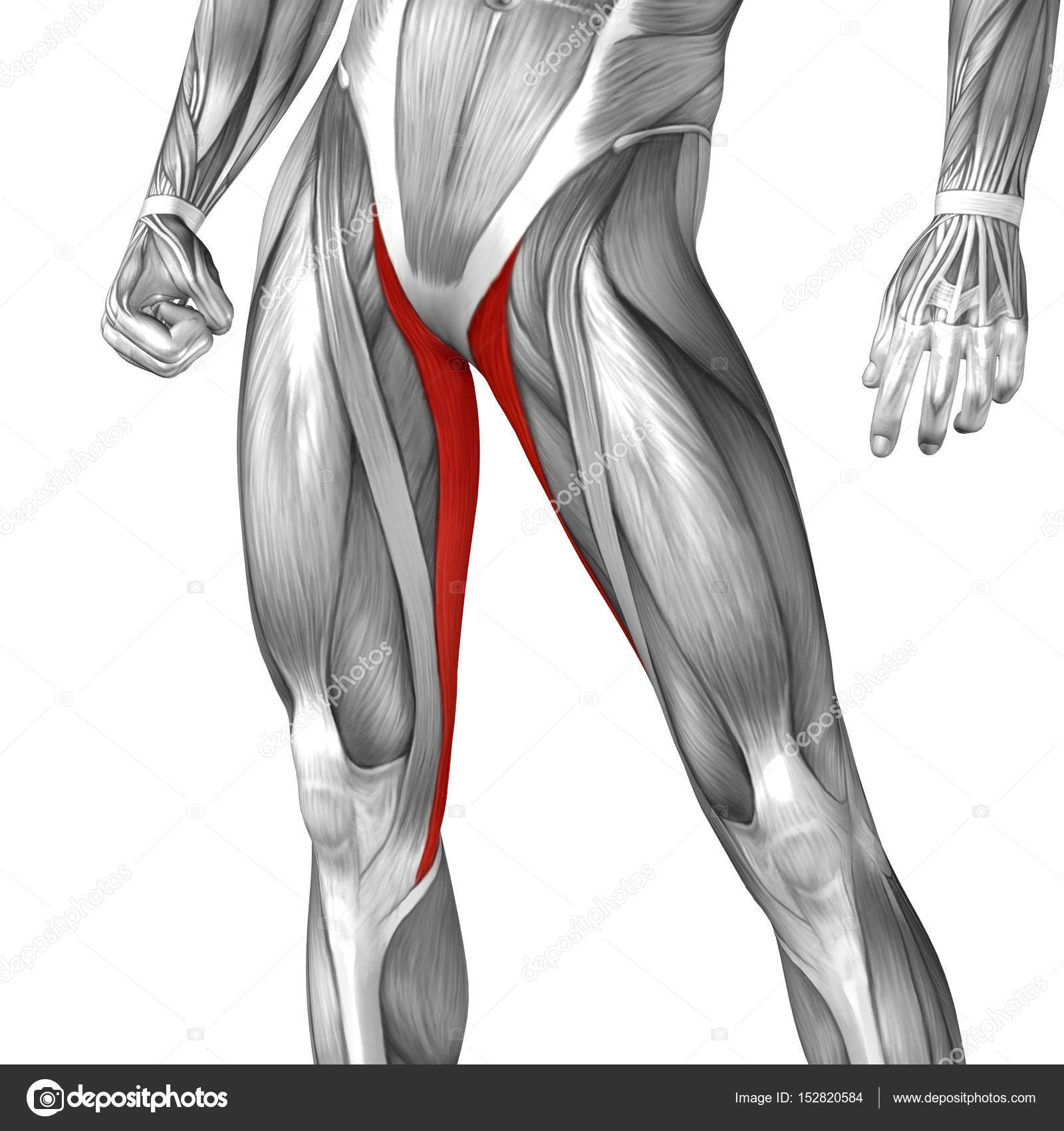 Human upper legs anatomy — Stock Photo © design36 #152820584