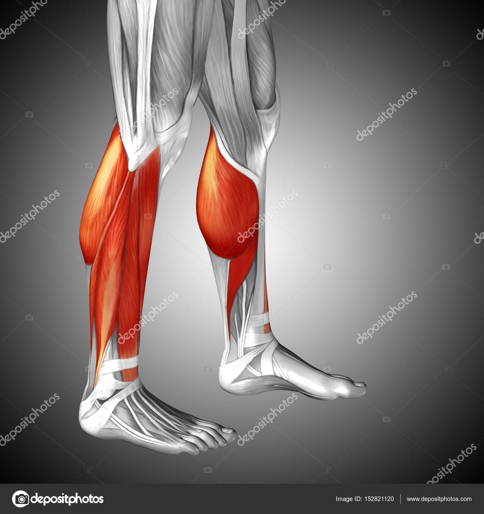 Human lower legs anatomy Stock Photo by ©design36 152821120