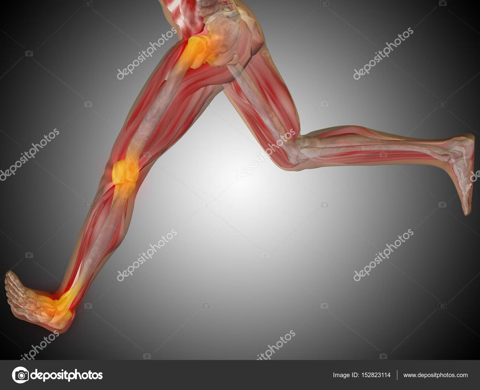 Human running anatomy model — Stock Photo © design36 #152823114