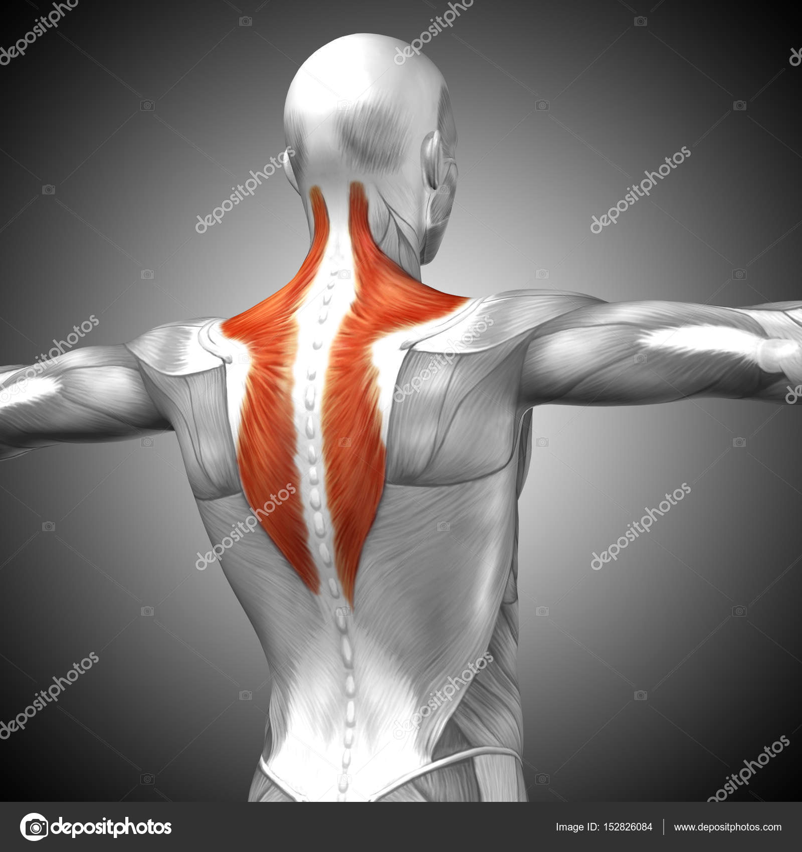 Anatomie Du Dos Humain Impression Artistique For Sale Avec L'œuvre