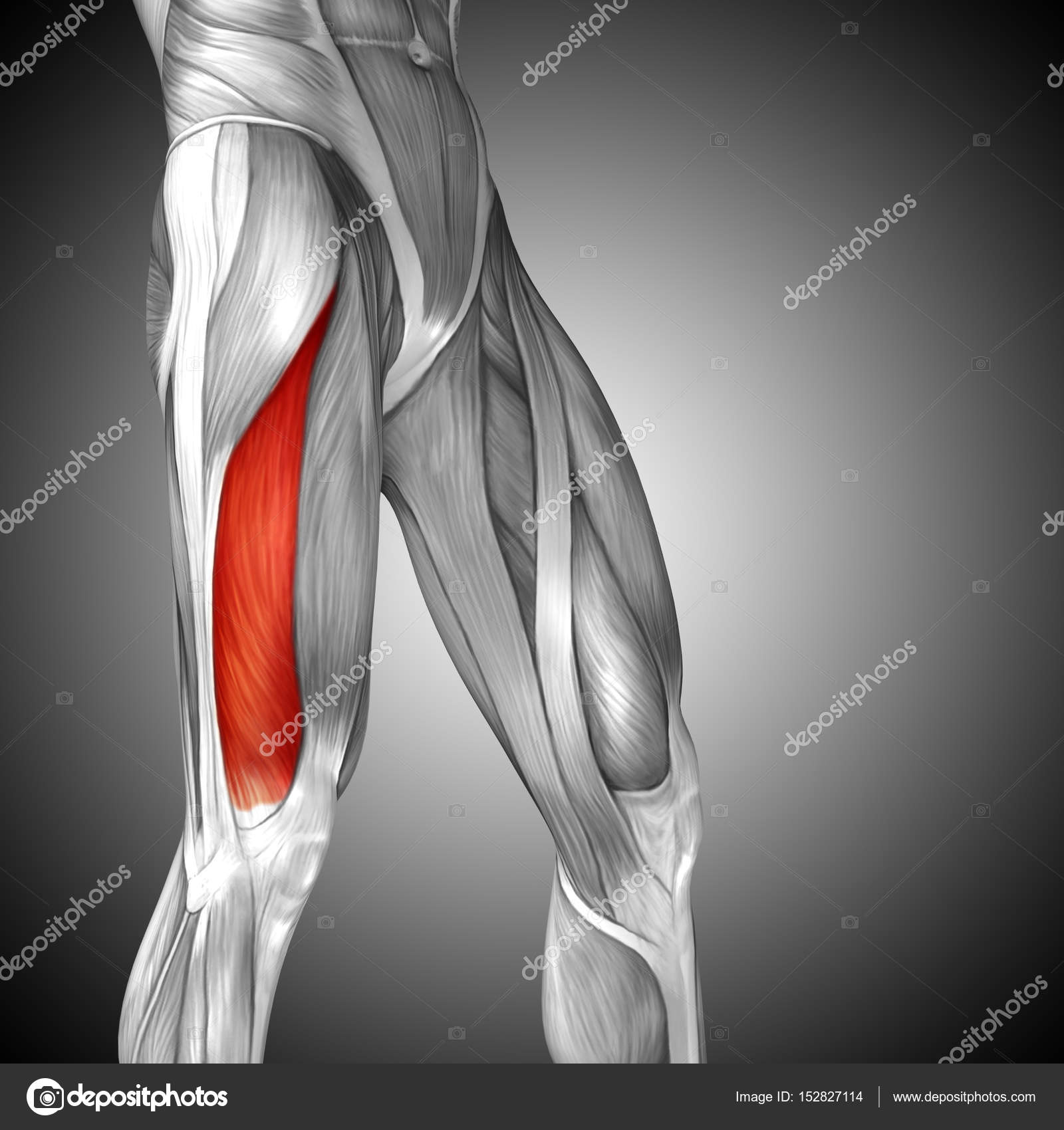 Human upper legs anatomy — Stock Photo © design36 #152827114
