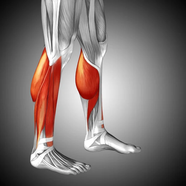 Human lower legs anatomy Images - Search Images on Everypixel