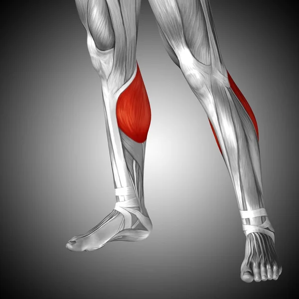 Human lower legs anatomy Images - Search Images on Everypixel