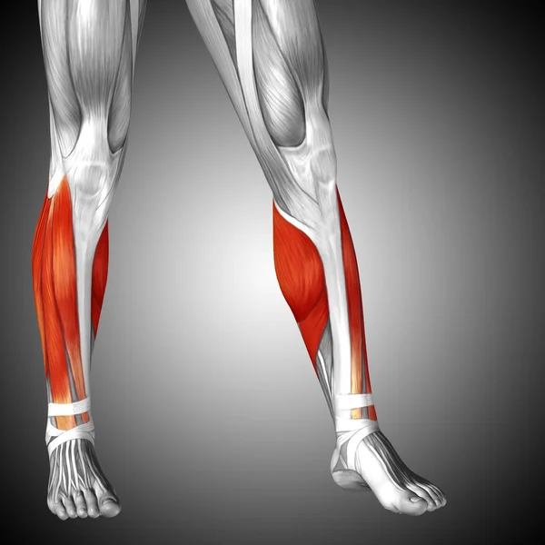 Human lower legs anatomy Stock Photo by ©design36 152821120