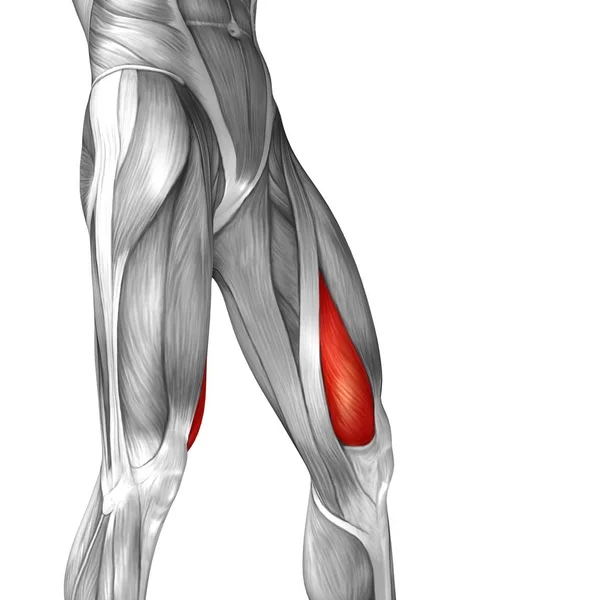 Human upper legs anatomy Images - Search Images on Everypixel