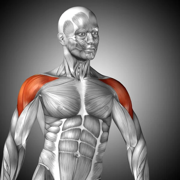 Human chest muscles — Stock Photo © design36 #134052550