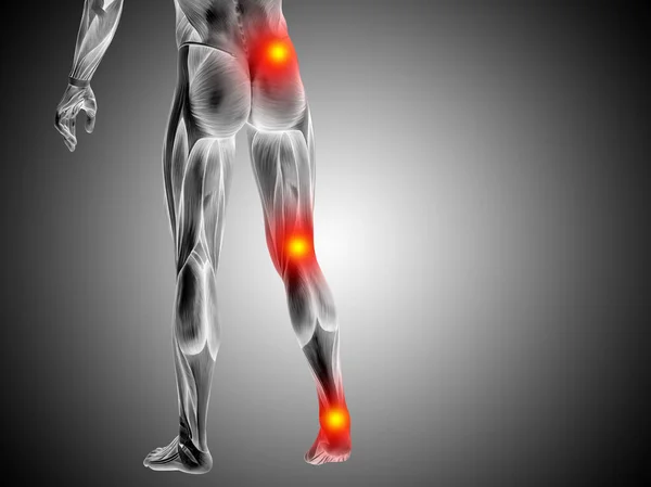 human lower body anatomy - Stock Image - Everypixel