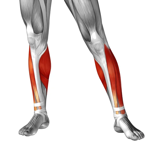 Anatomia humana das pernas inferiores — Foto © design36 #152828722