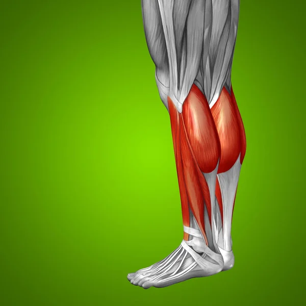 Human lower legs anatomy Images - Search Images on Everypixel