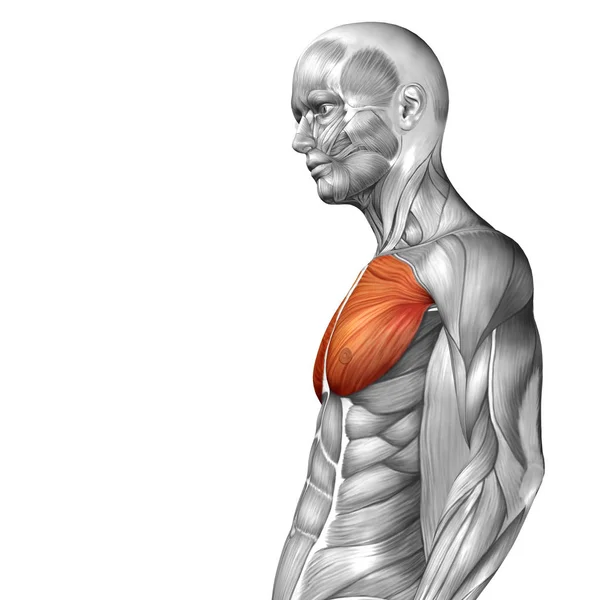 anatomía del pecho humano 2023