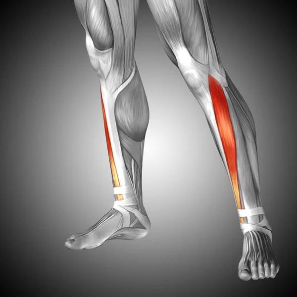 Human lower legs anatomy Stock Photo by ©design36 152821120