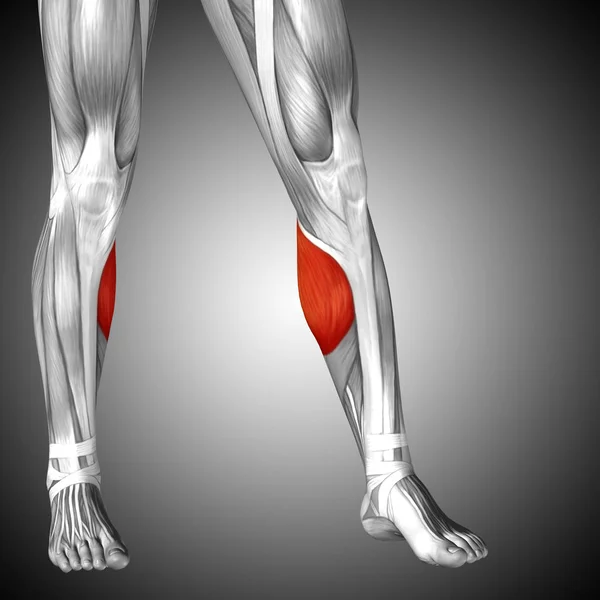 Human lower legs anatomy Images - Search Images on Everypixel