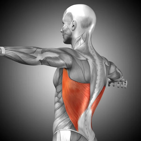 Human back anatomy Stock Photos, Royalty Free Human back anatomy Images ...