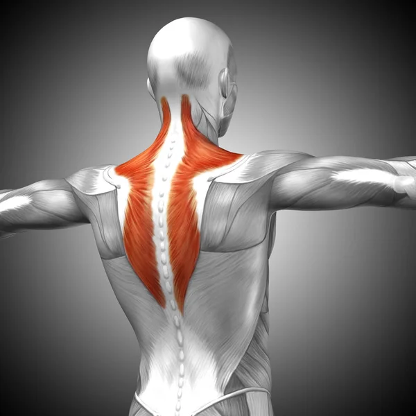 Human back anatomy Stock Photos, Royalty Free Human back anatomy Images ...