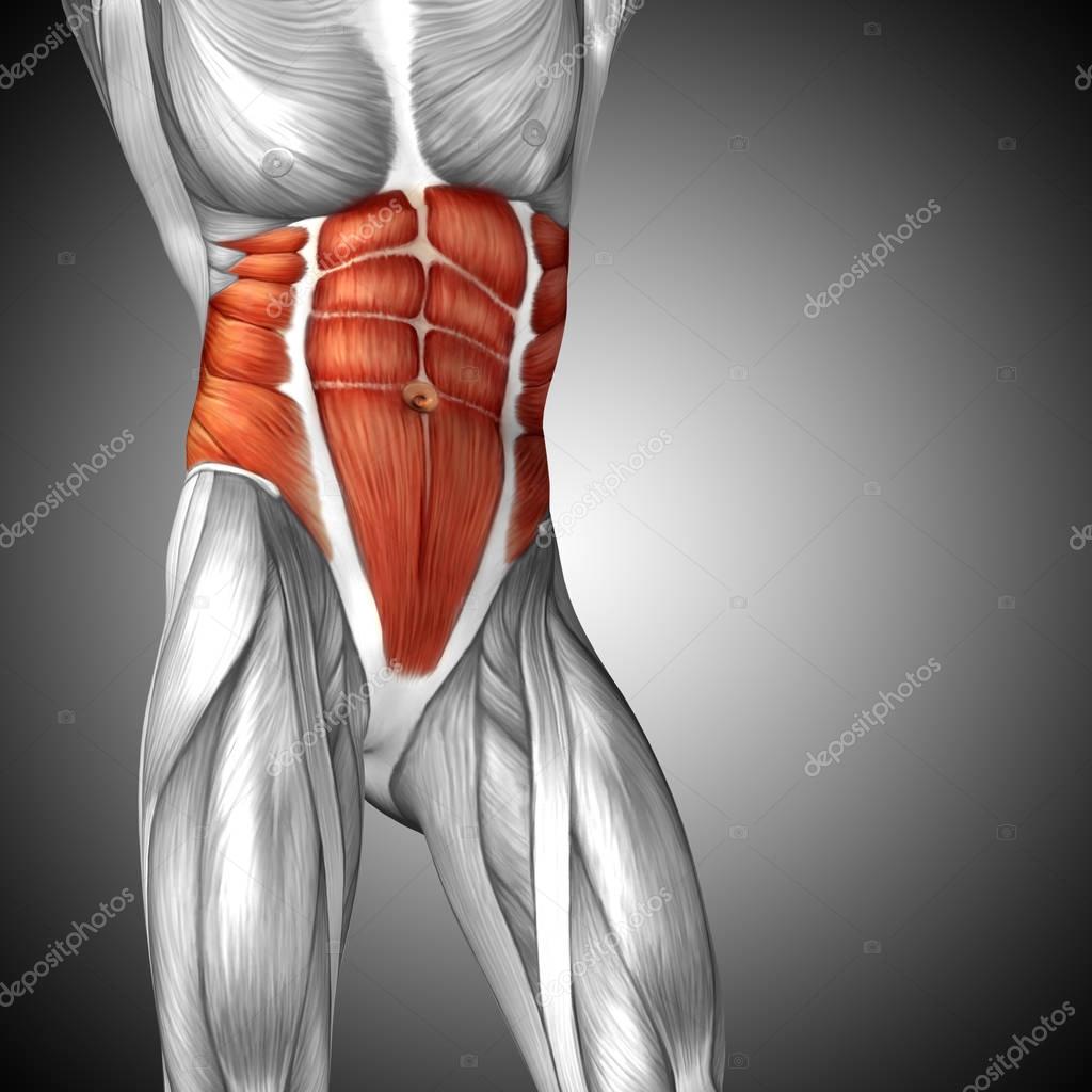 anatomía del pecho humano 2023