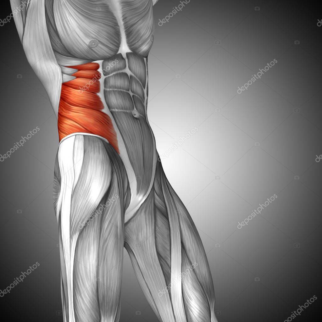 anatomía del pecho humano 2023