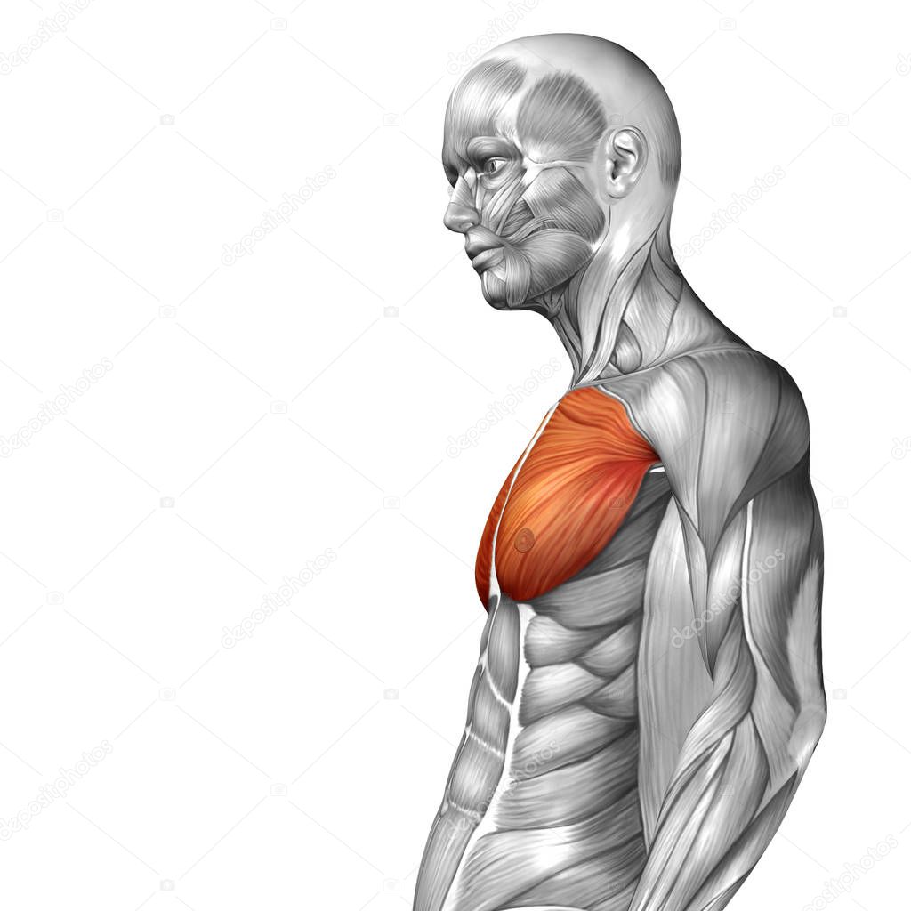 Imágenes De Anatomía Del Pecho