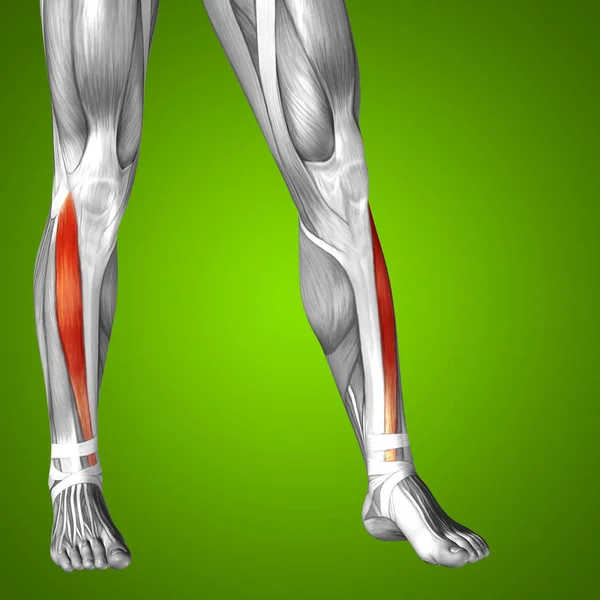 Human lower legs anatomy Images - Search Images on Everypixel