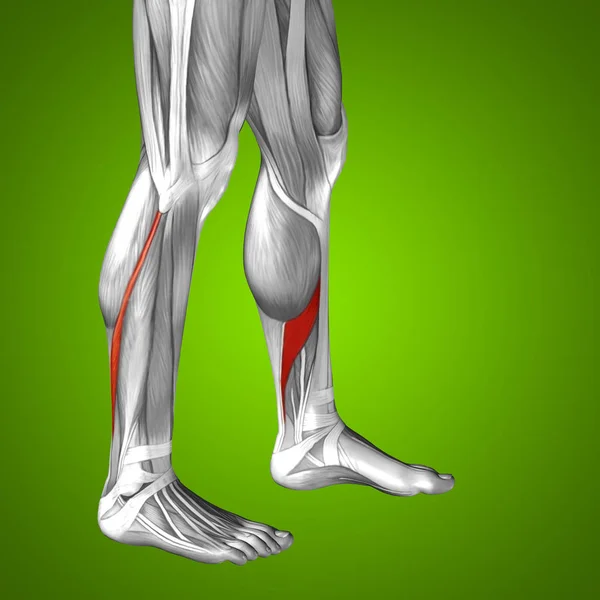 Human lower legs anatomy Images - Search Images on Everypixel