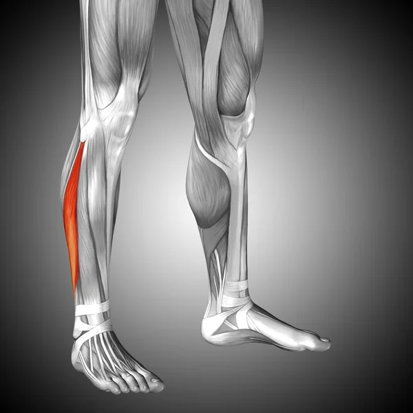 Human lower legs anatomy Images - Search Images on Everypixel