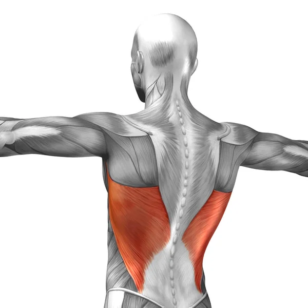 Espalda anatomía humana — Foto de stock © design36 #111477866