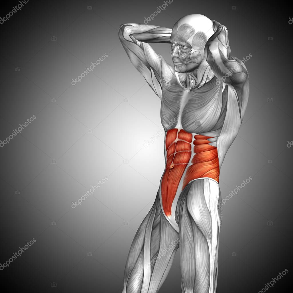 anatomía del pecho humano 2023