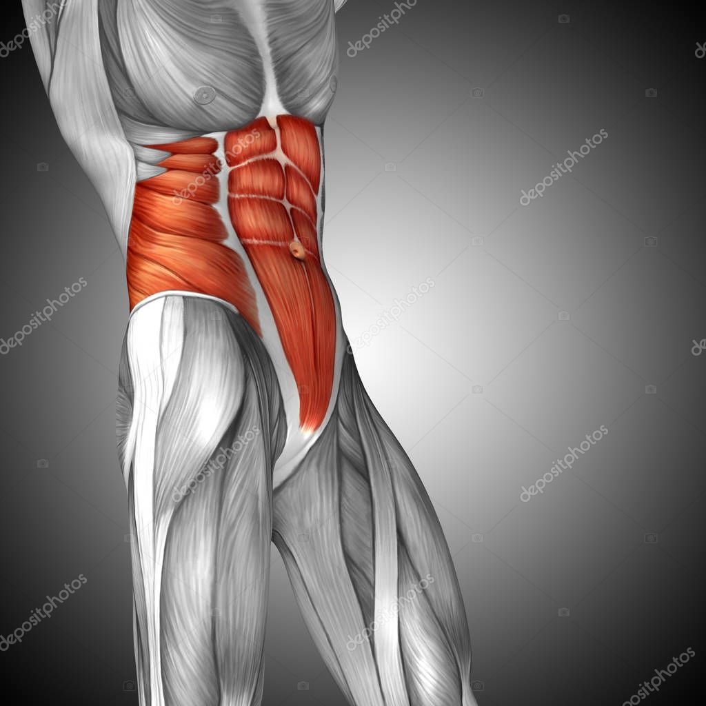 anatomía del pecho humano 2023