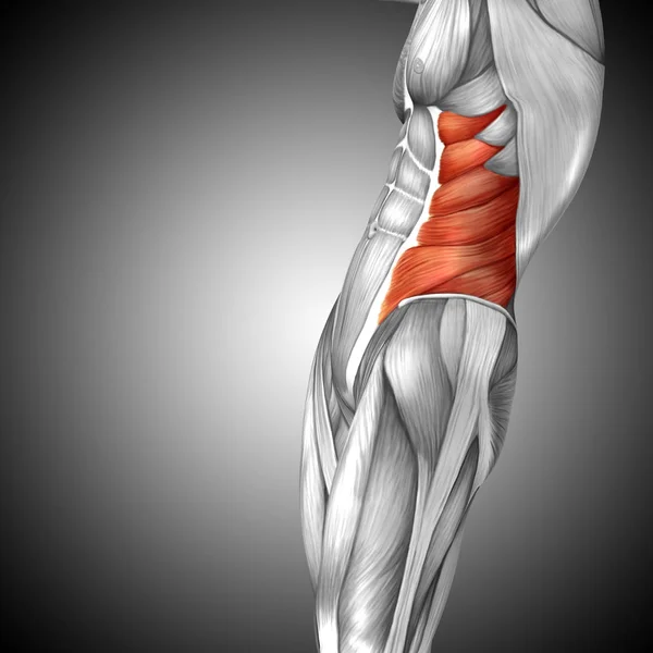 Chest anatomy Images - Search Images on Everypixel