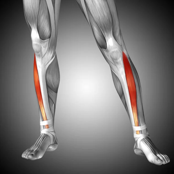 Human lower legs anatomy Stock Photo by ©design36 152821120