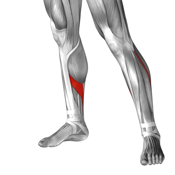 Human lower legs anatomy Images - Search Images on Everypixel