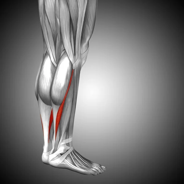 Human lower legs anatomy Images - Search Images on Everypixel