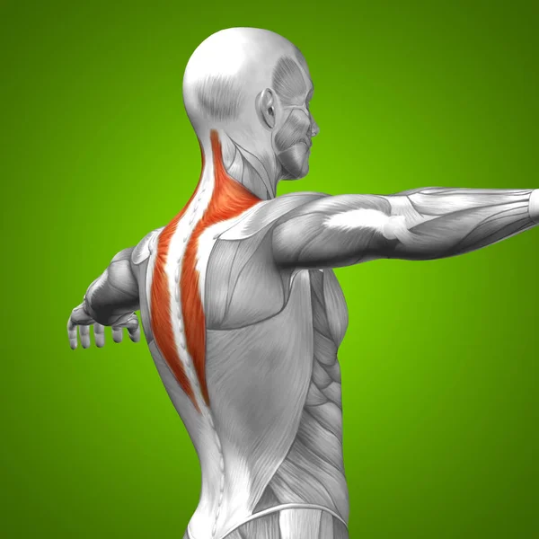 Human back anatomy Stock Photos, Royalty Free Human back anatomy Images ...