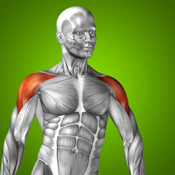 Stockfoto's van Spieren anatomie, rechtenvrije afbeeldingen van Spieren ...