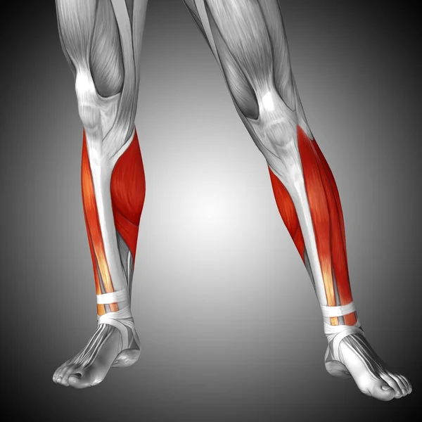 Human lower legs anatomy Images - Search Images on Everypixel
