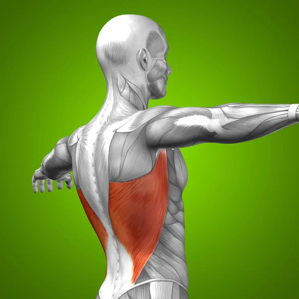 Human back anatomy Stock Photos, Royalty Free Human back anatomy Images ...