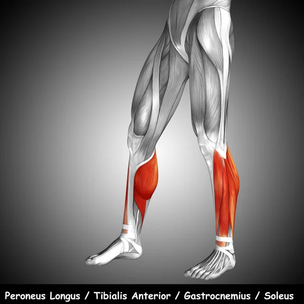 Human lower leg anatomy Stock Photo by ©design36 134042790
