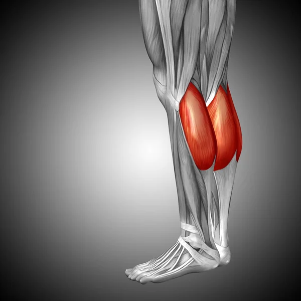 Human lower leg anatomy Stock Photo by ©design36 134042790