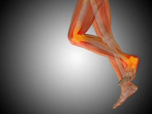 Human lower legs anatomy Images - Search Images on Everypixel