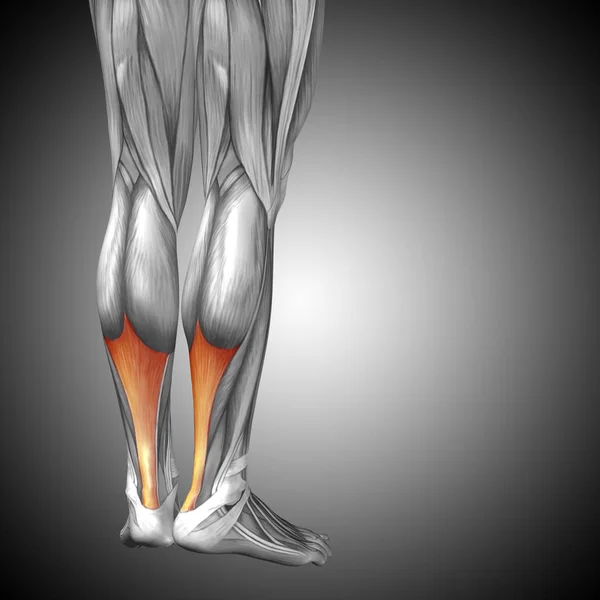 Human lower legs anatomy Images - Search Images on Everypixel