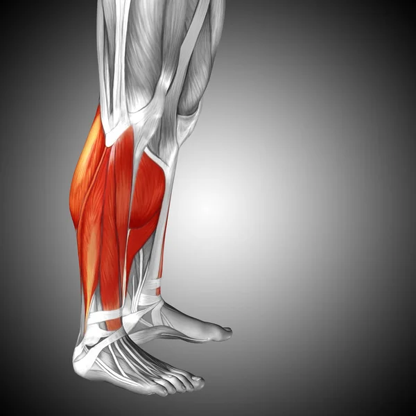 human lower legs anatomy - Stock Image - Everypixel