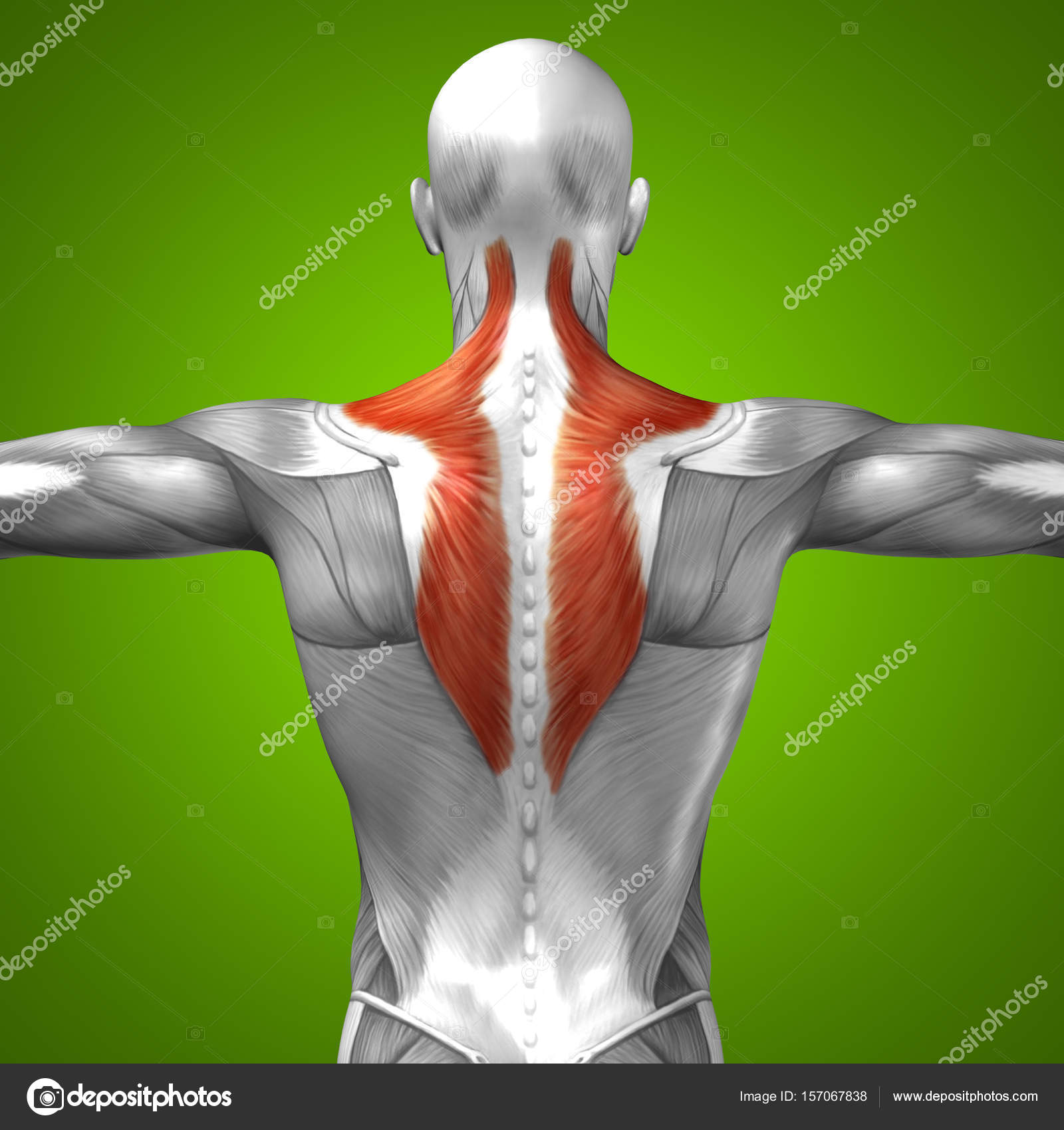 Anatomie Du Dos Humain Impression Artistique For Sale Avec L'œuvre