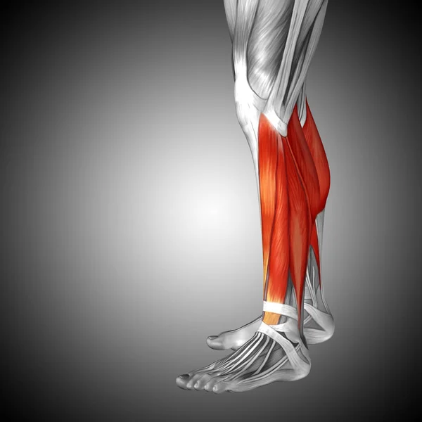 Human lower legs anatomy Images - Search Images on Everypixel