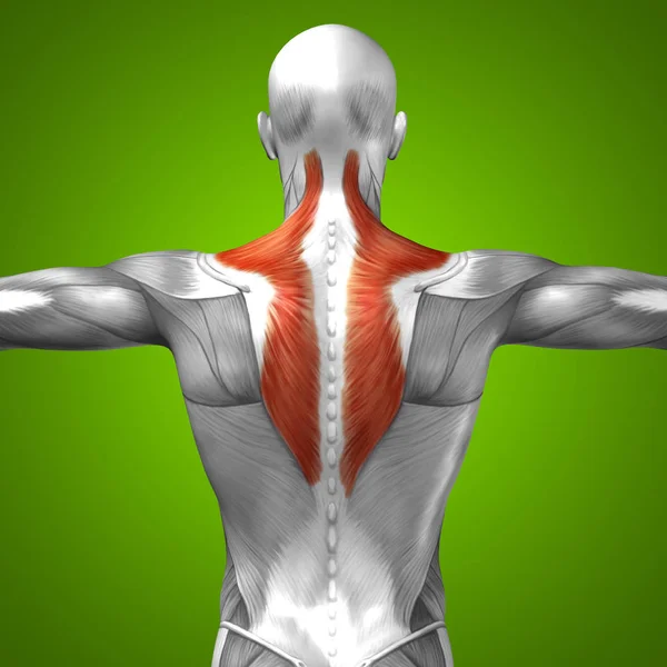 Body fascia Stock Photos, Royalty Free Body fascia Images | Depositphotos