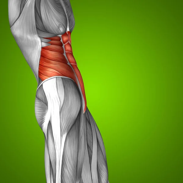 Chest anatomy Images - Search Images on Everypixel