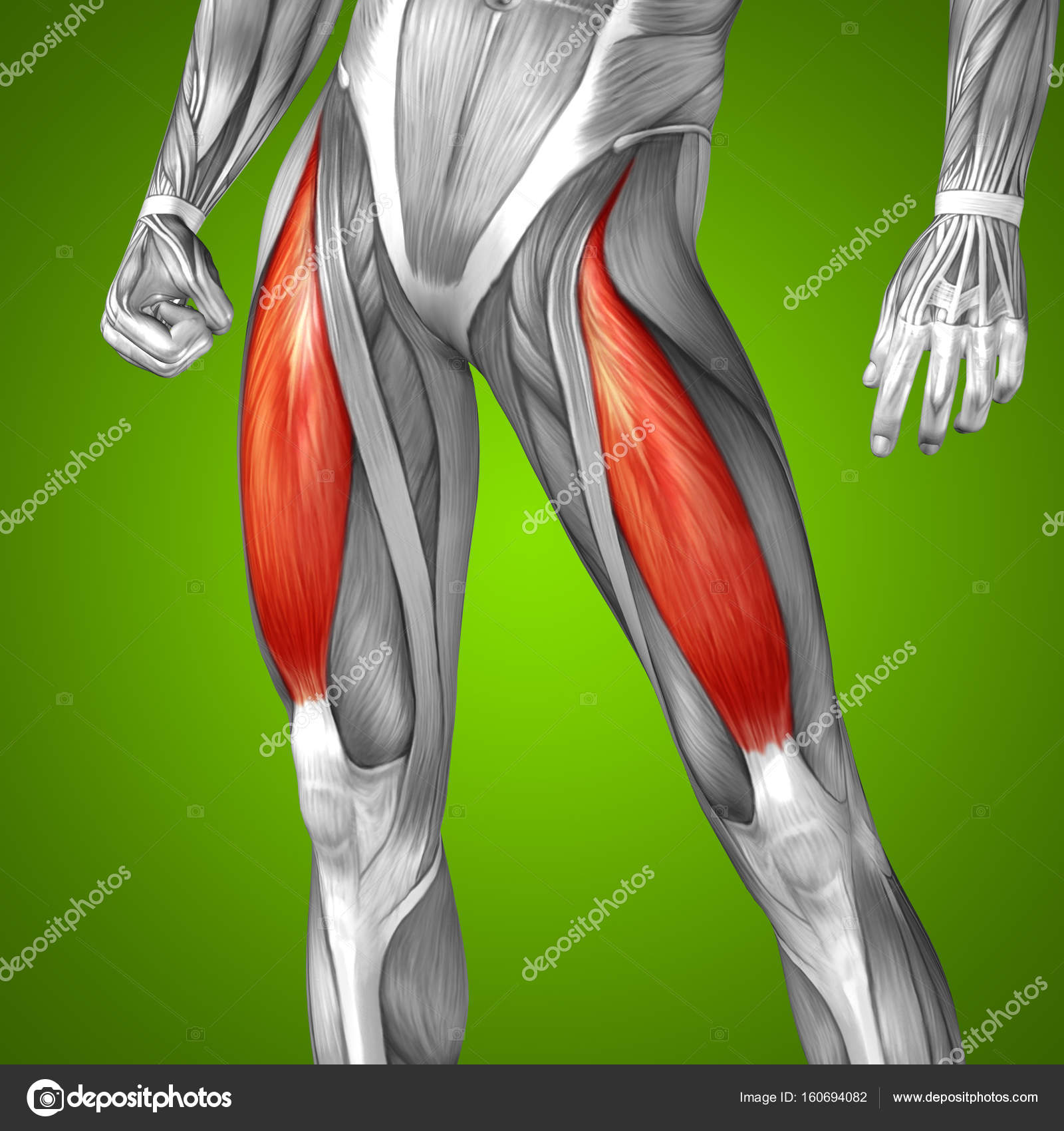 Anatomia da perna superior humana — Foto © design36 #160694082