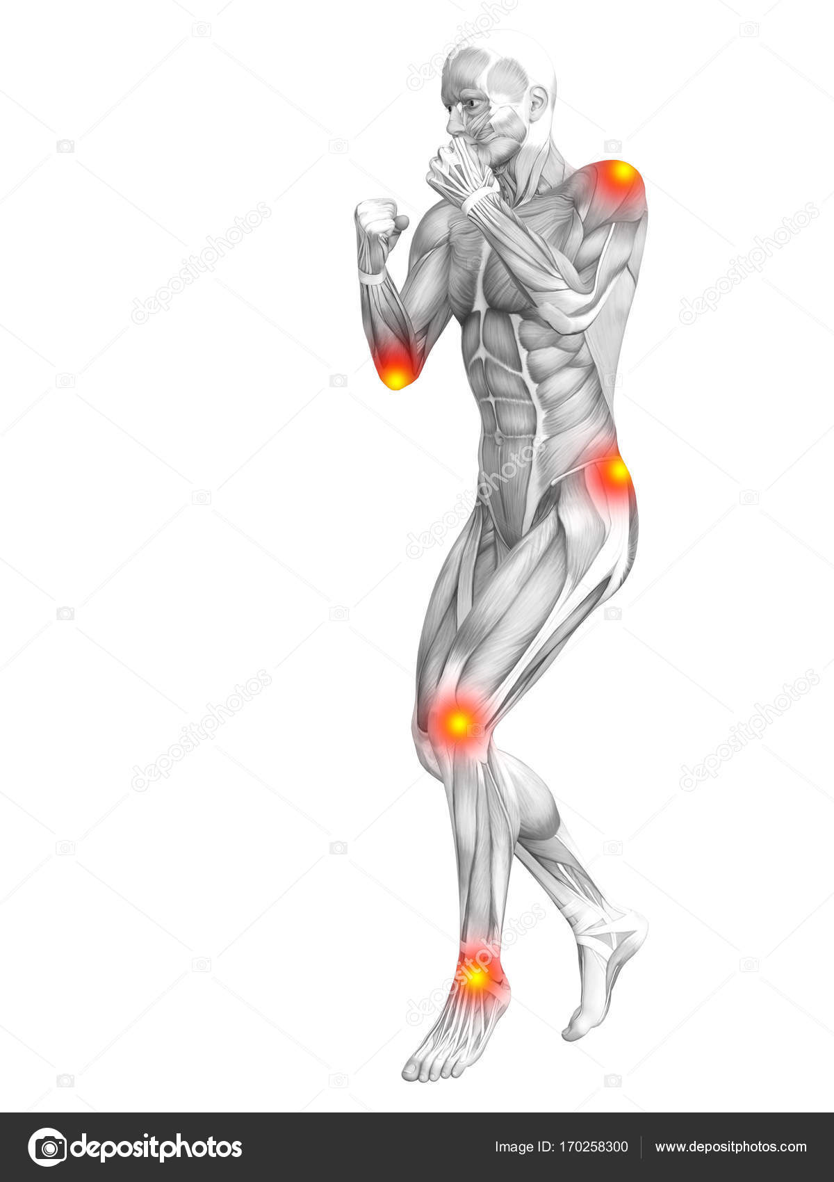 Human body muscle system — Stock Photo © design36 #170258300