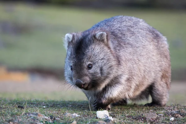 Wombat Stock Photos, Royalty Free Wombat Images | Depositphotos