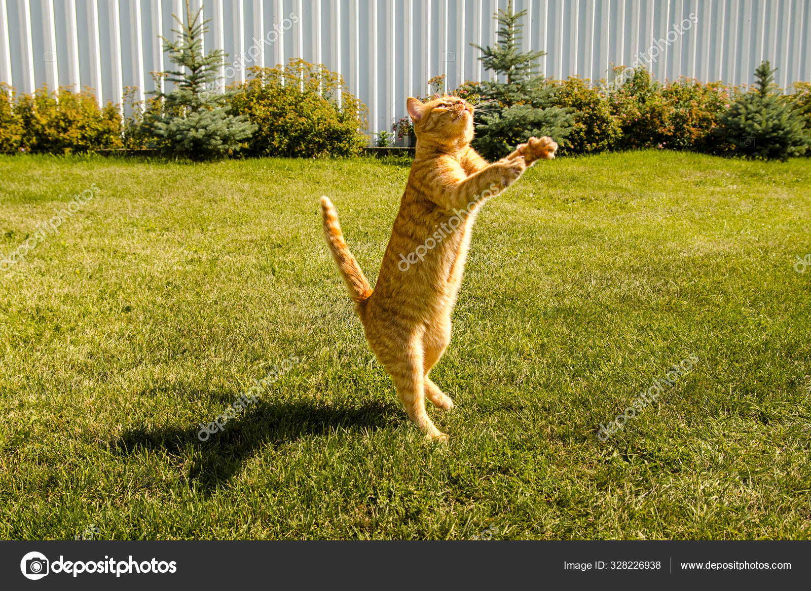 Ginger cat jumping on a green grass background. Stock Photo by ©gum92 ...