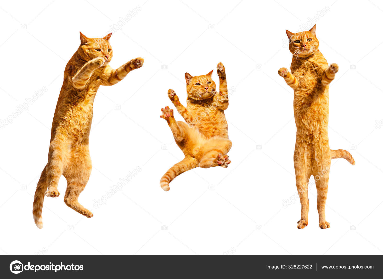 Three ginger dancing cats isolated on a white background. Stock Photo ...